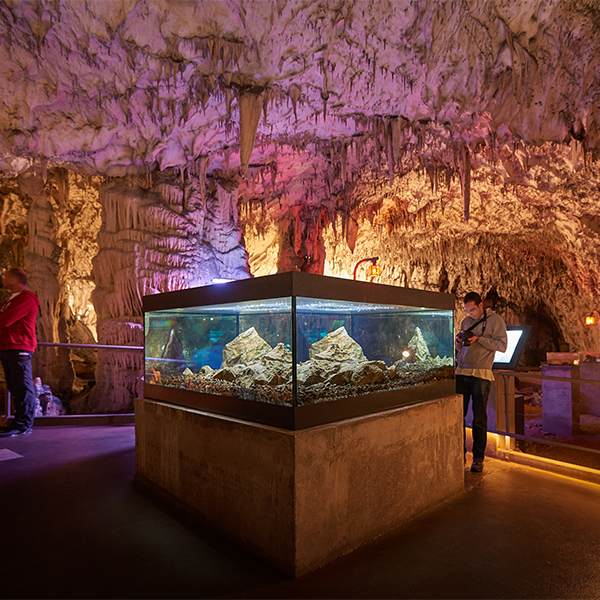Postojna Cave Park - Booked It