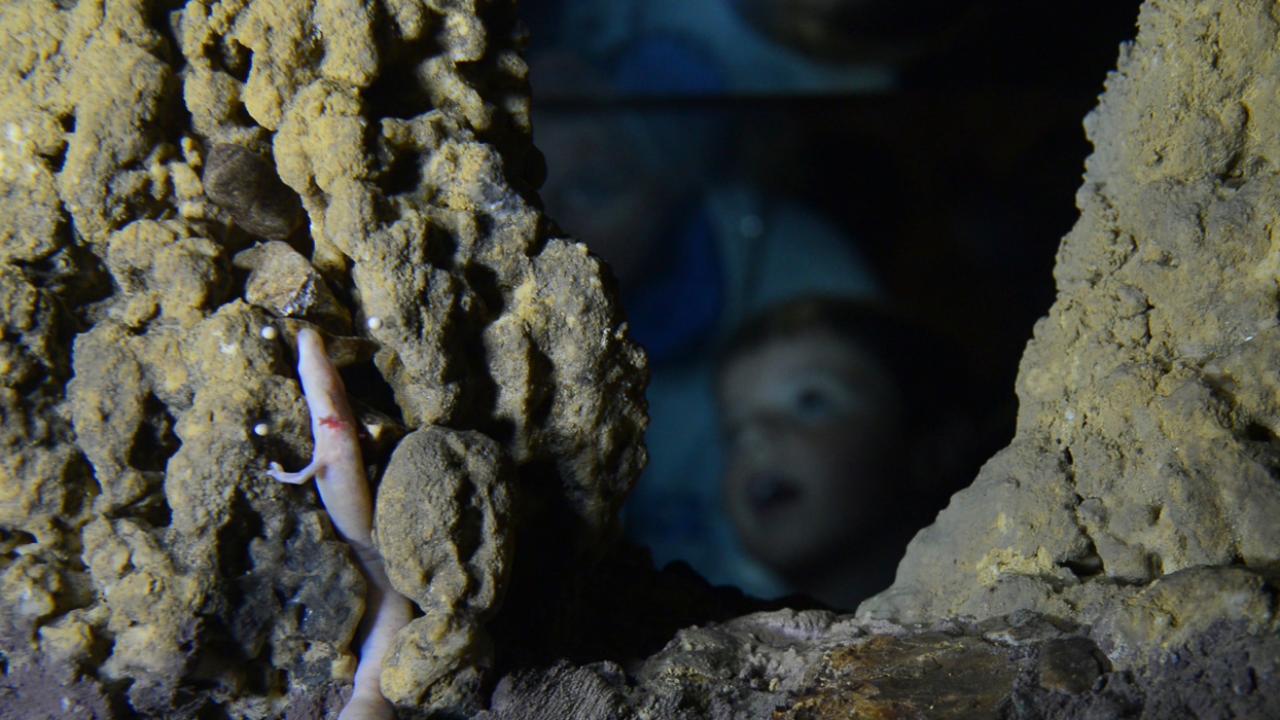 Miracle in Postojna Cave Aquarium - Proteus anguinus laying eggs ...