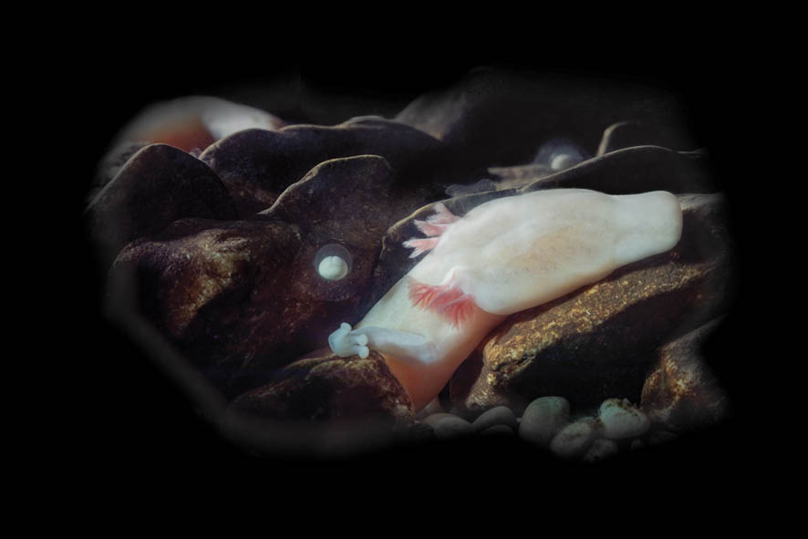 Olm Diary 2022 » Postojna Cave Park